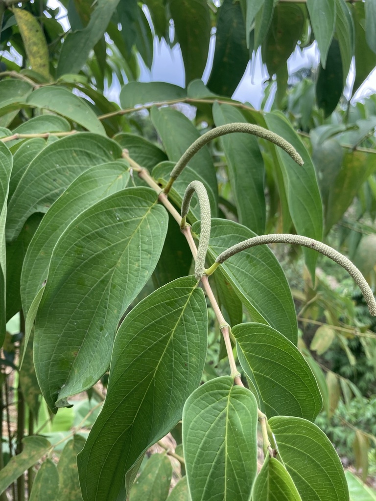spiked pepper from El Carmen, Province de Manabí, EC on August 28, 2023 ...