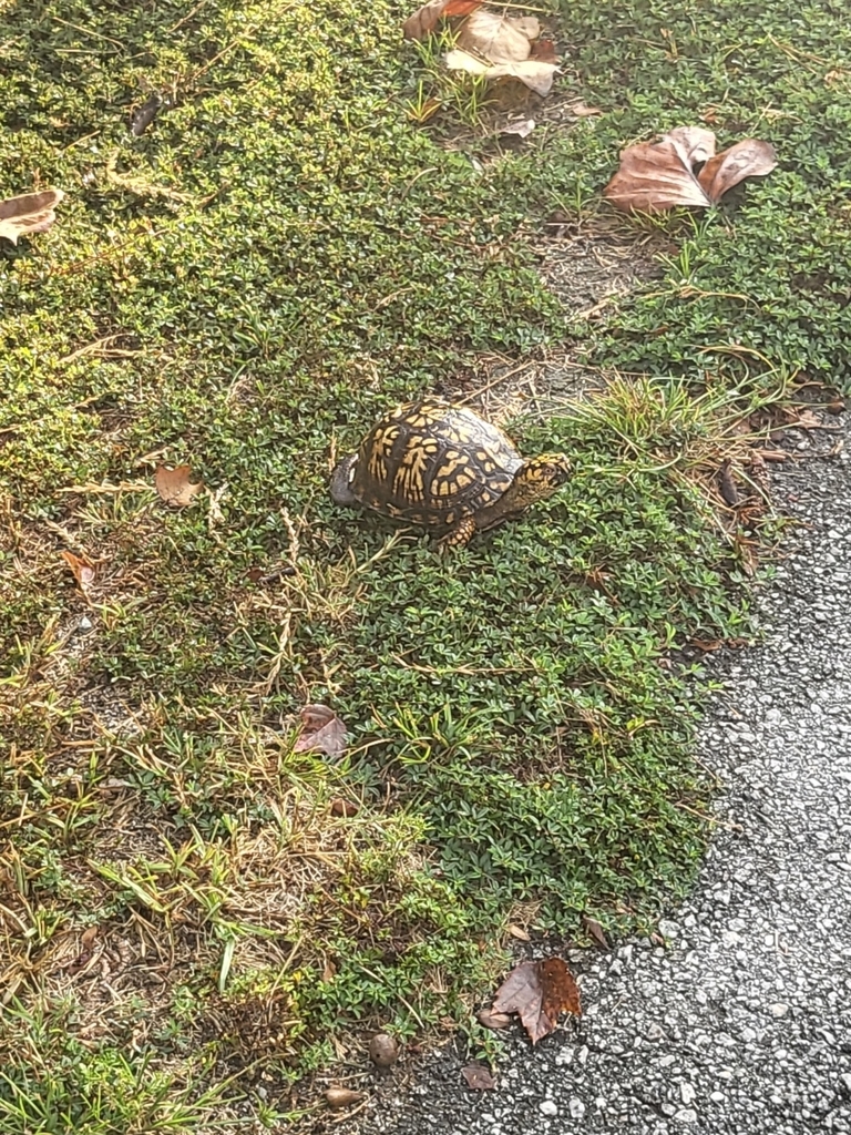 Common Box Turtle by Rodney · iNaturalist