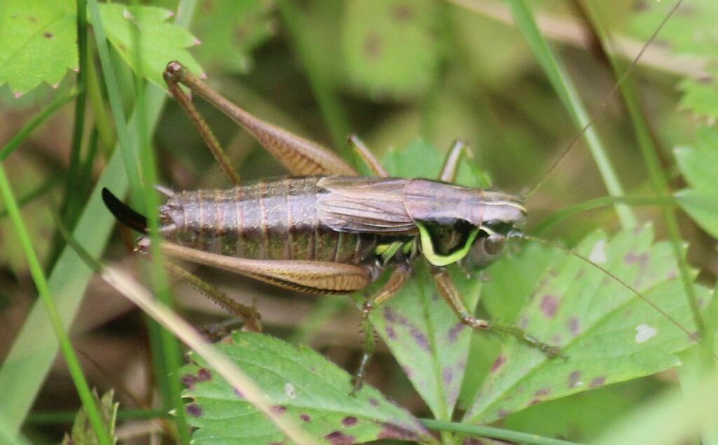 Roesel's Bush-cricket from Saltwells NNR, Dudley, UK on August 28, 2023 ...