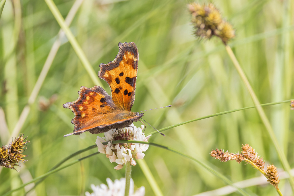 Green Comma from Santa Fe County, NM, USA on July 26, 2023 at 11:56 AM ...