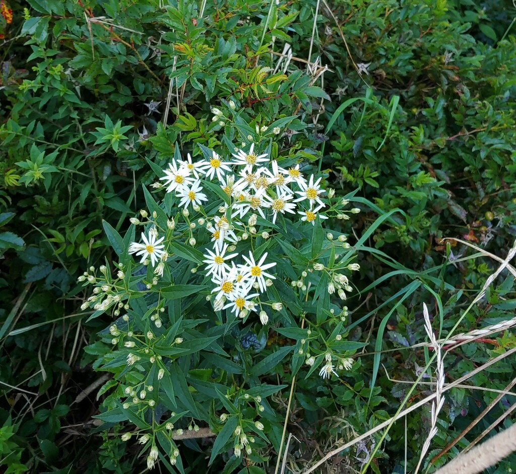 flat-top white aster from Bar Harbor, ME, USA on August 22, 2023 at 06:31 PM by pilgrim123 ...