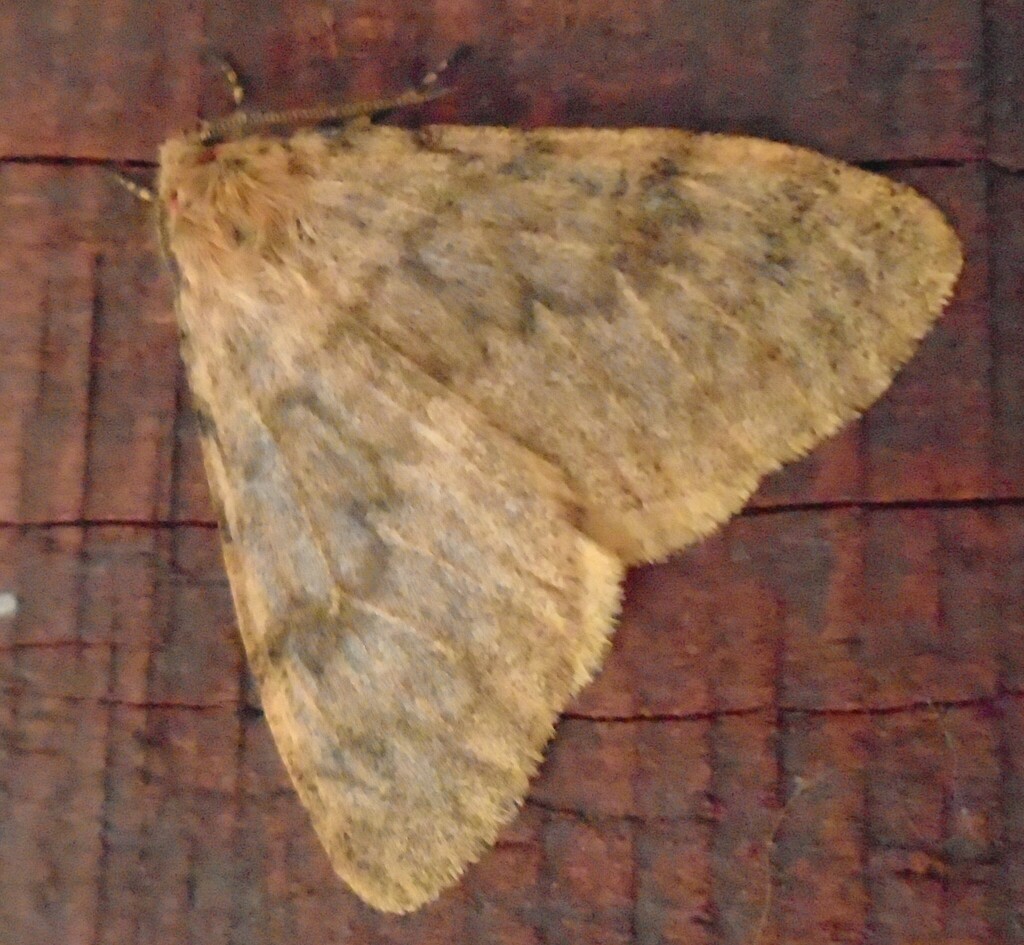 Butterflies and Moths from Heaven in the Langkloof on August 11, 2023 ...