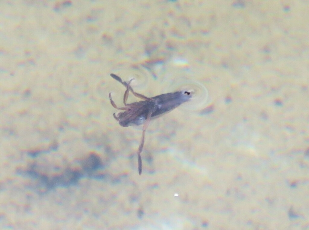 Milky Backswimmers from Colemere, Shropshire, UK on August 25, 2023 at ...