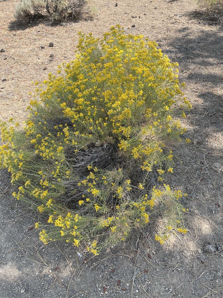 goldenbushes from NW Wild Rye Cir, Bend, OR, USA on August 28, 2023 at ...