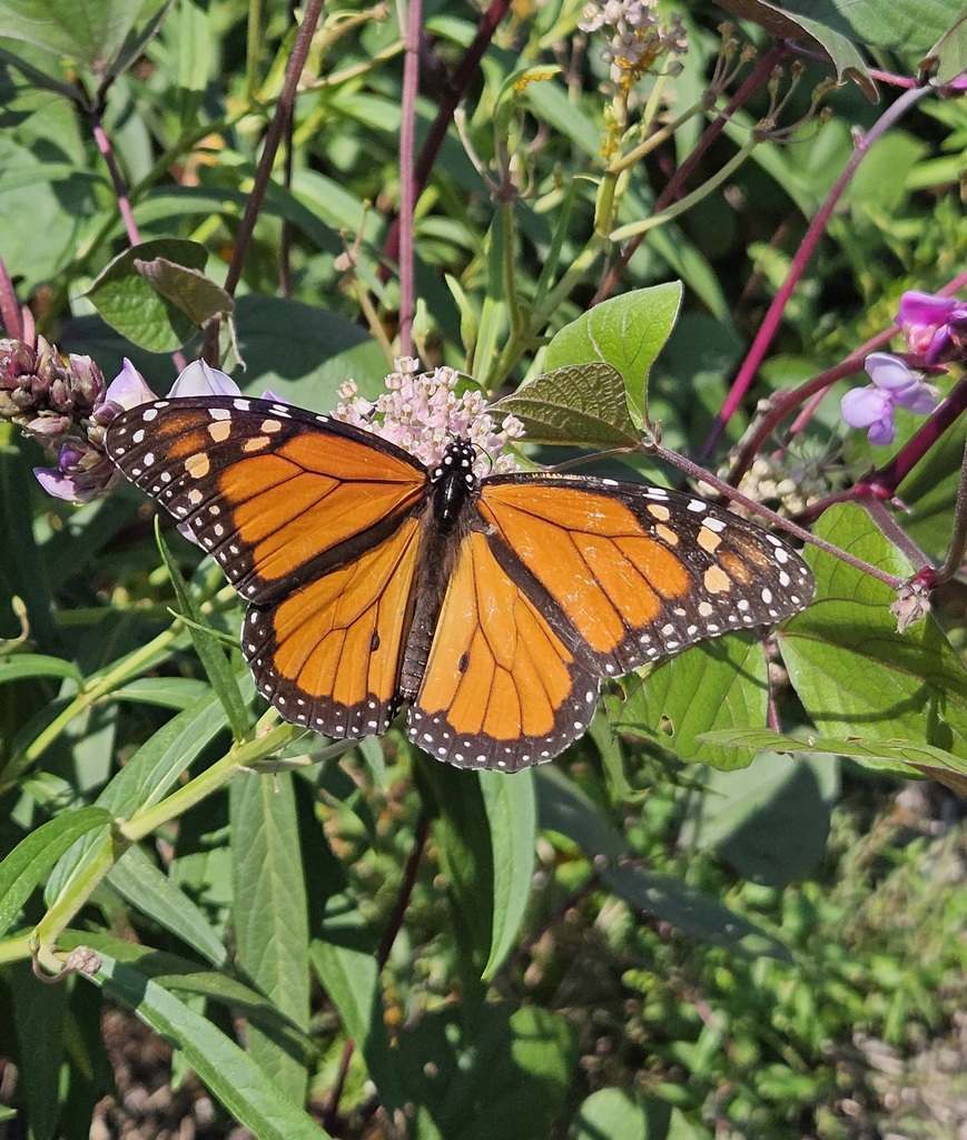 Monarch from Olathe, KS, USA on August 28, 2023 at 01:09 PM by Itzel ...