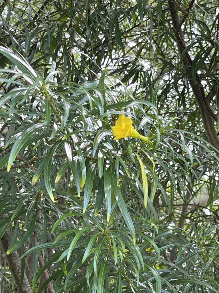 Be-still tree from Kauaʻi, Lihue, HI, US on August 28, 2023 at 10:44 AM ...