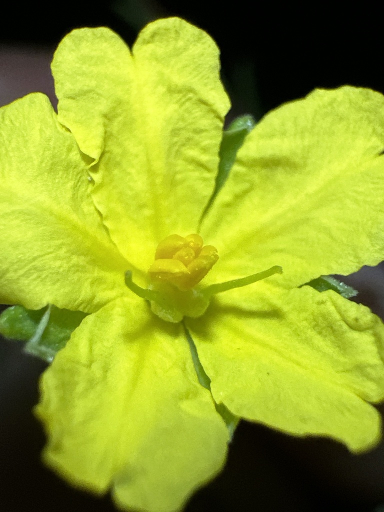 Hibbertia stricta from Durridgere State Conservation Area, Turill, NSW ...