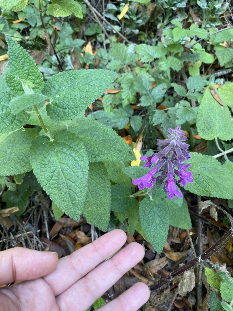 Coastal Hedge-nettle from Marin County, CA, USA on August 23, 2023 at ...
