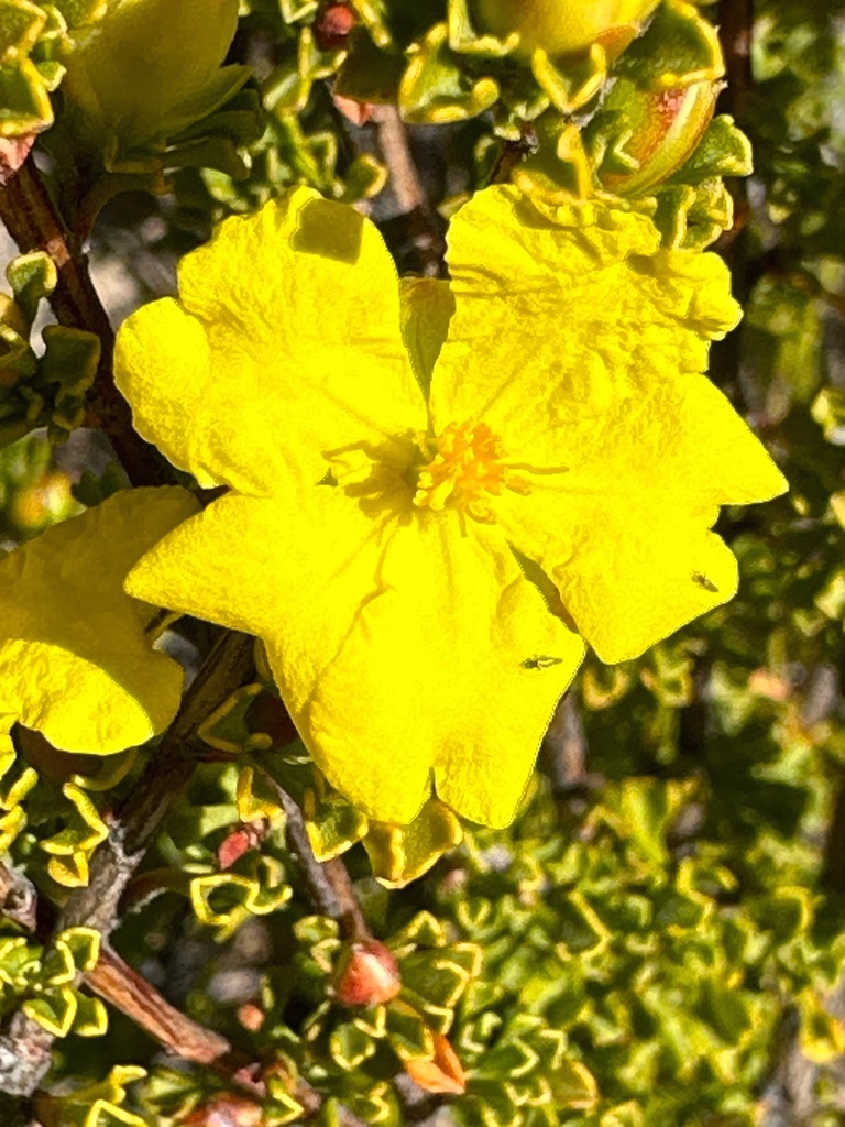 Hibbertia circumdans from Goulburn River National Park, Merriwa, NSW ...