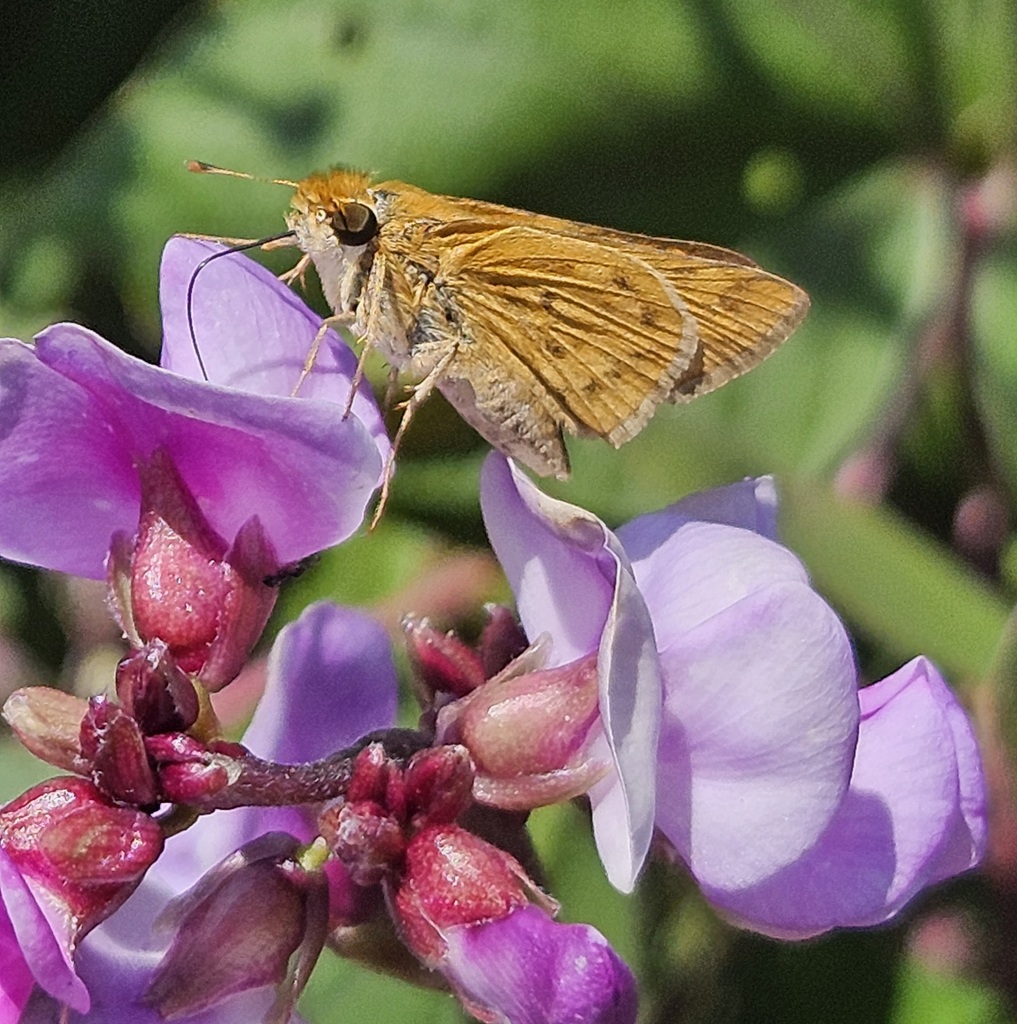Fiery Skipper from Olathe, KS, USA on August 28, 2023 at 01:04 PM by ...