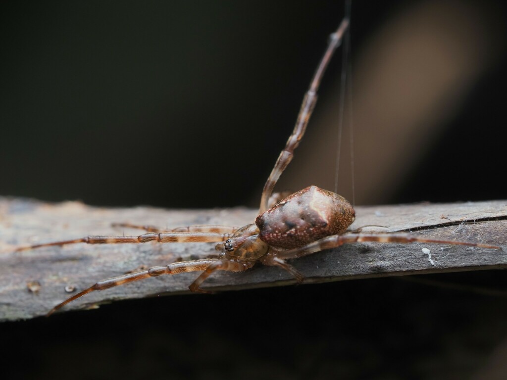 Square-ended Cobweb Spiders from Pukawa, Lake Taupo, Waikato, North ...