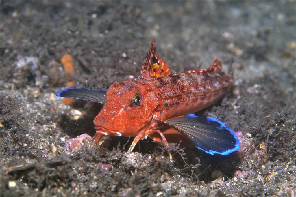 Spiny Gurnard from Bare Island, New South Wales 2019, Australia on ...