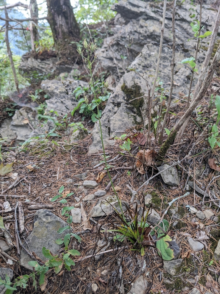 White Camas from Venia, VA 24260, USA on August 25, 2023 at 04:50 PM by ...