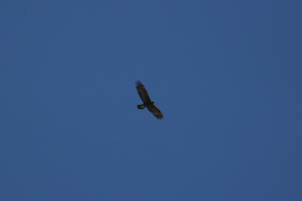 Golden Eagle from San Ramon, CA, USA on August 28, 2023 at 01:32 PM by ...
