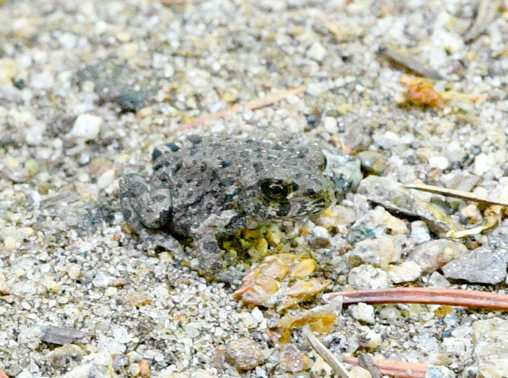 Western Toad from Sage Hen Reservoir, Gem County, Idaho, USA on August ...