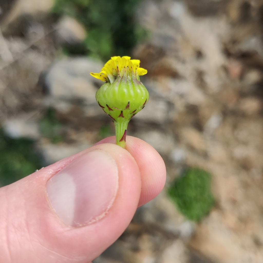 Shore Groundsel from Breaker Bay, Wellington 6022, New Zealand on ...