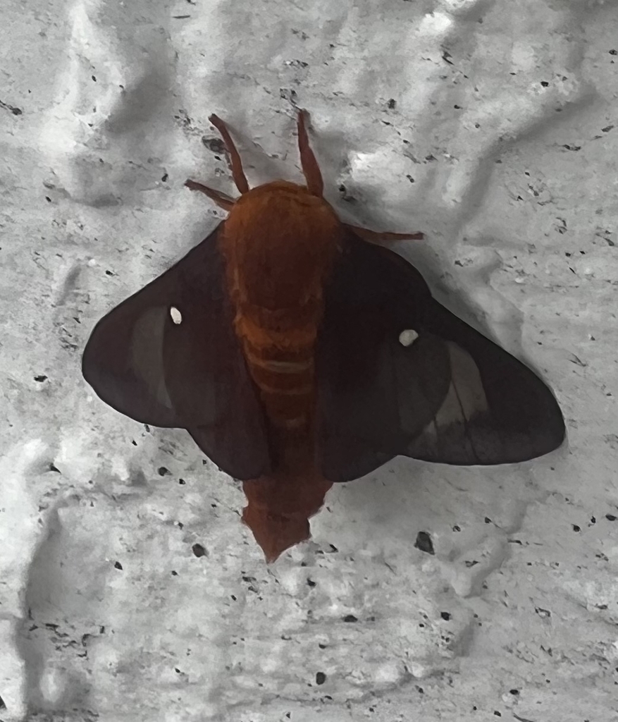 Southern Pink-striped Oakworm Moth in August 2023 by schwartz_k_13 ...