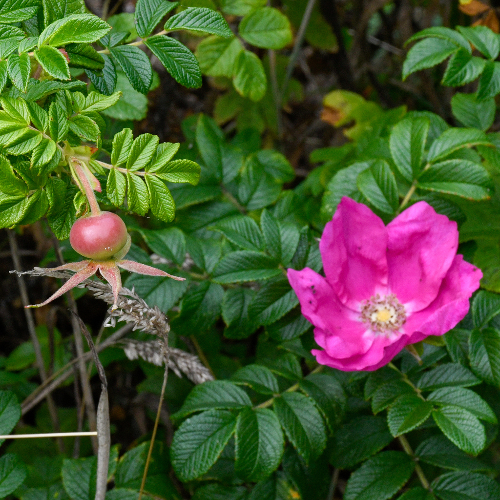 rugosa rose from 925 Cranberry Beach Rd, Grayland, WA 98547 on August ...
