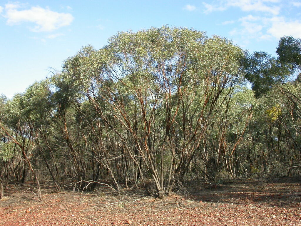 Blue Mallee from Inglewood VIC 3517, Australia on February 15, 2005 at ...