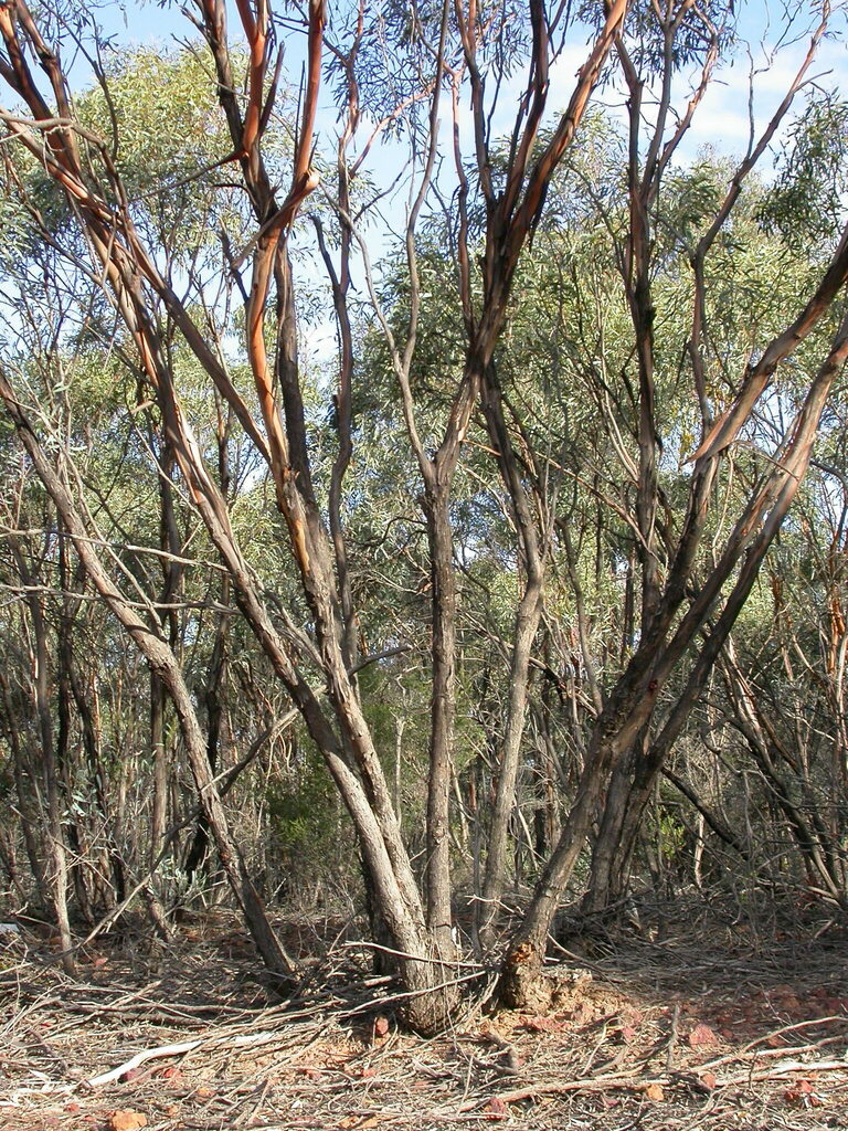 Blue Mallee (Eucalyptus polybractea) - Botanical Realm