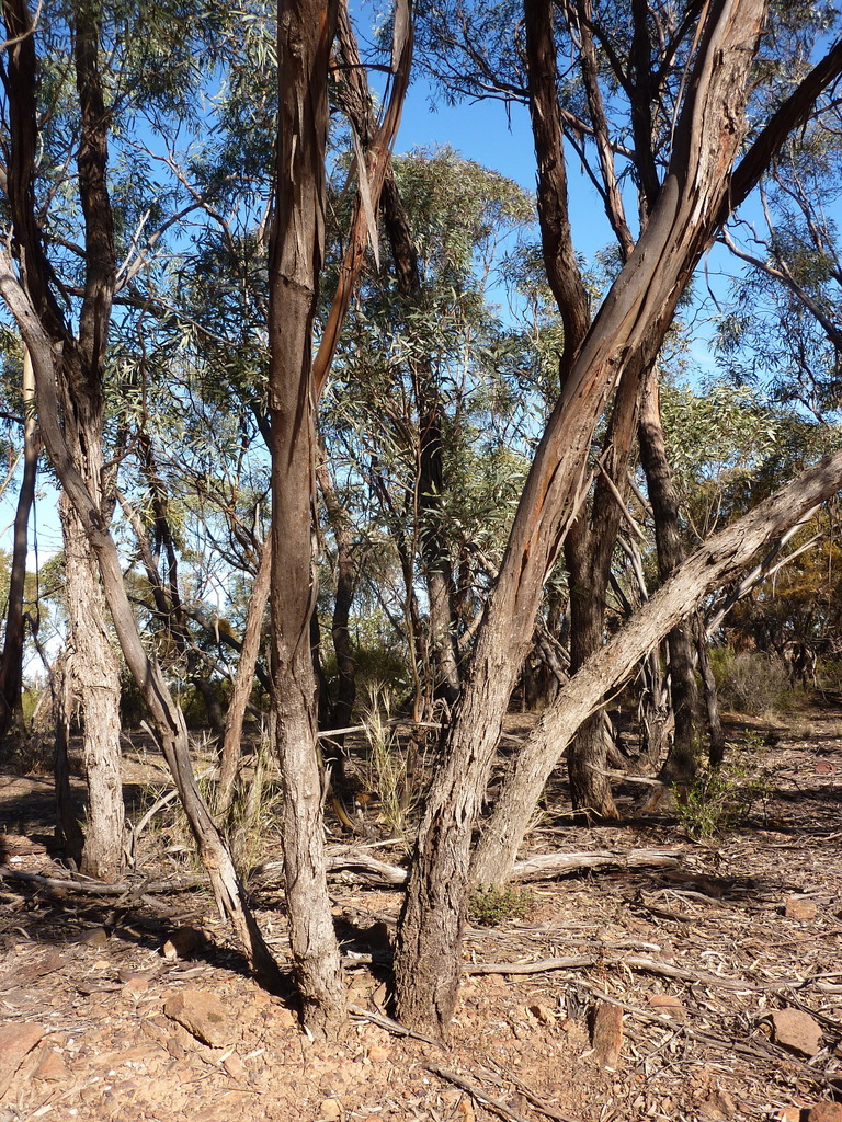 Blue Mallee (Eucalyptus polybractea) - Botanical Realm