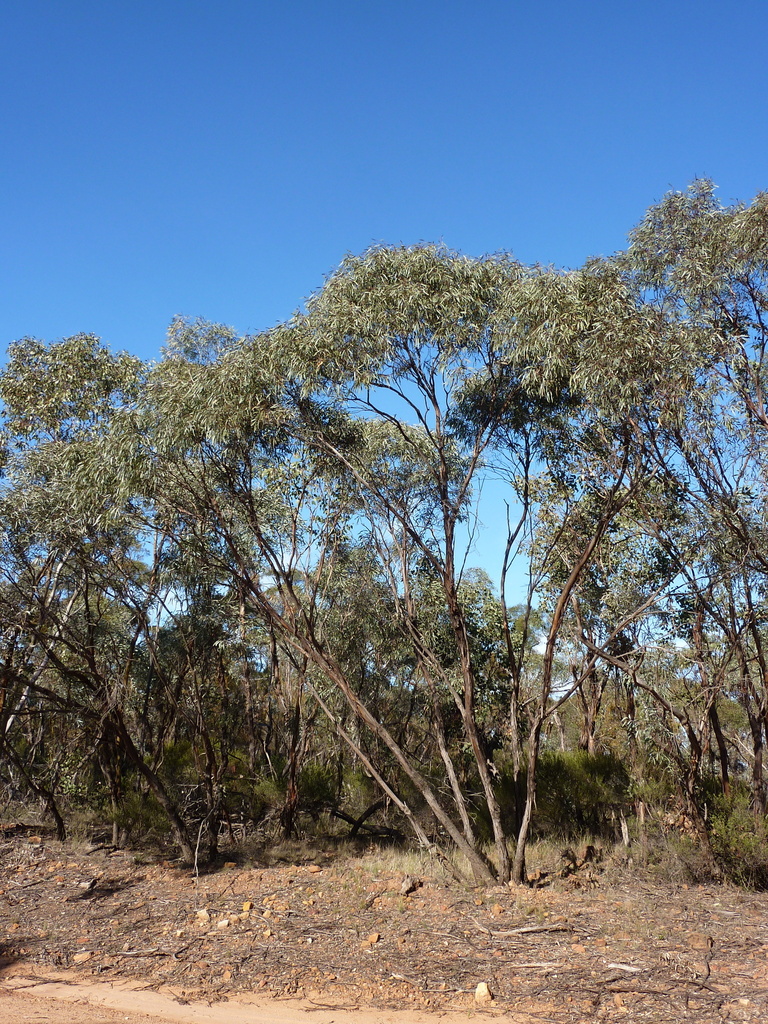 Blue Mallee (Eucalyptus polybractea) - Botanical Realm