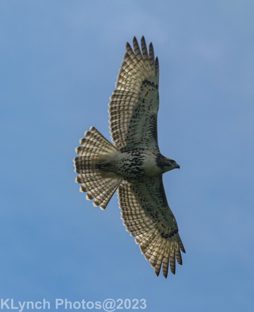 Red-tailed Hawk from Eastham, MA, USA on August 28, 2023 at 10:49 AM by ...