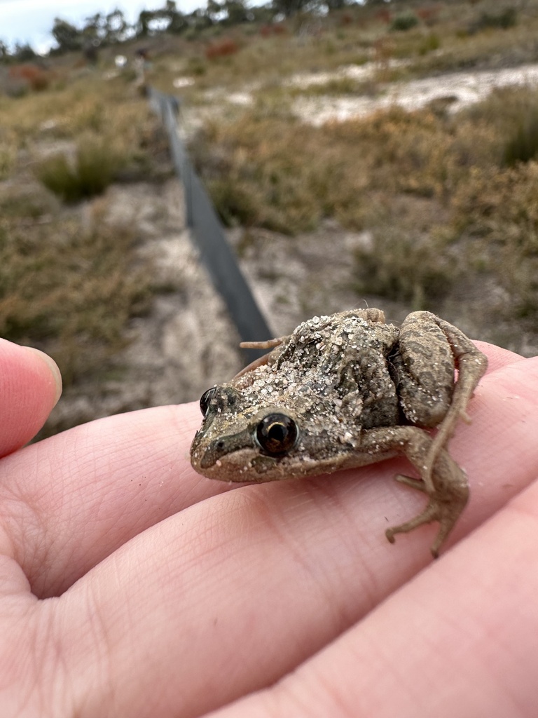 Spotted Grass Frog from West Ward, Nhill, VIC, AU on August 29, 2023 at ...