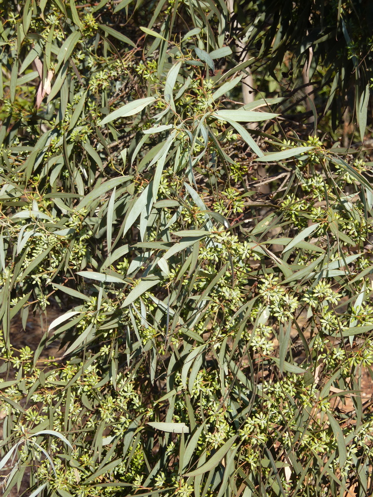 Blue Mallee (Eucalyptus polybractea) - Botanical Realm