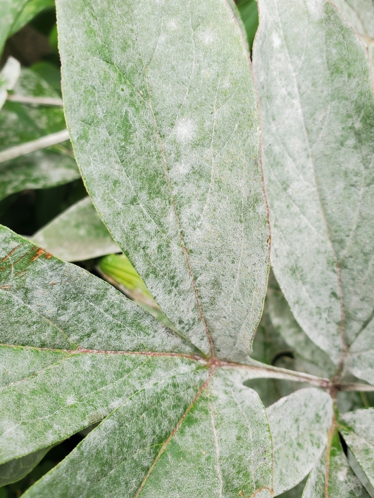 Erysiphe polygoni in August 2023 by Chantel. Paeonia sp. · iNaturalist