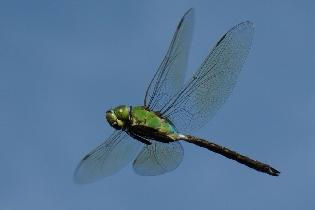 Anax julius from Fumiiri on August 28, 2023 at 04:42 PM by Kosuke Onoda ...