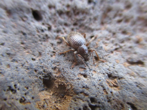 Laparocerus canariensis · iNaturalist