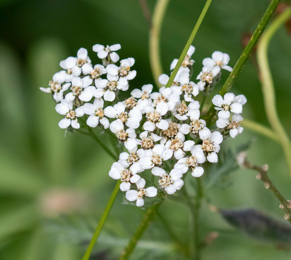 common yarrow from Pacific Crest Trail N of Carson Pass, Alpine County ...