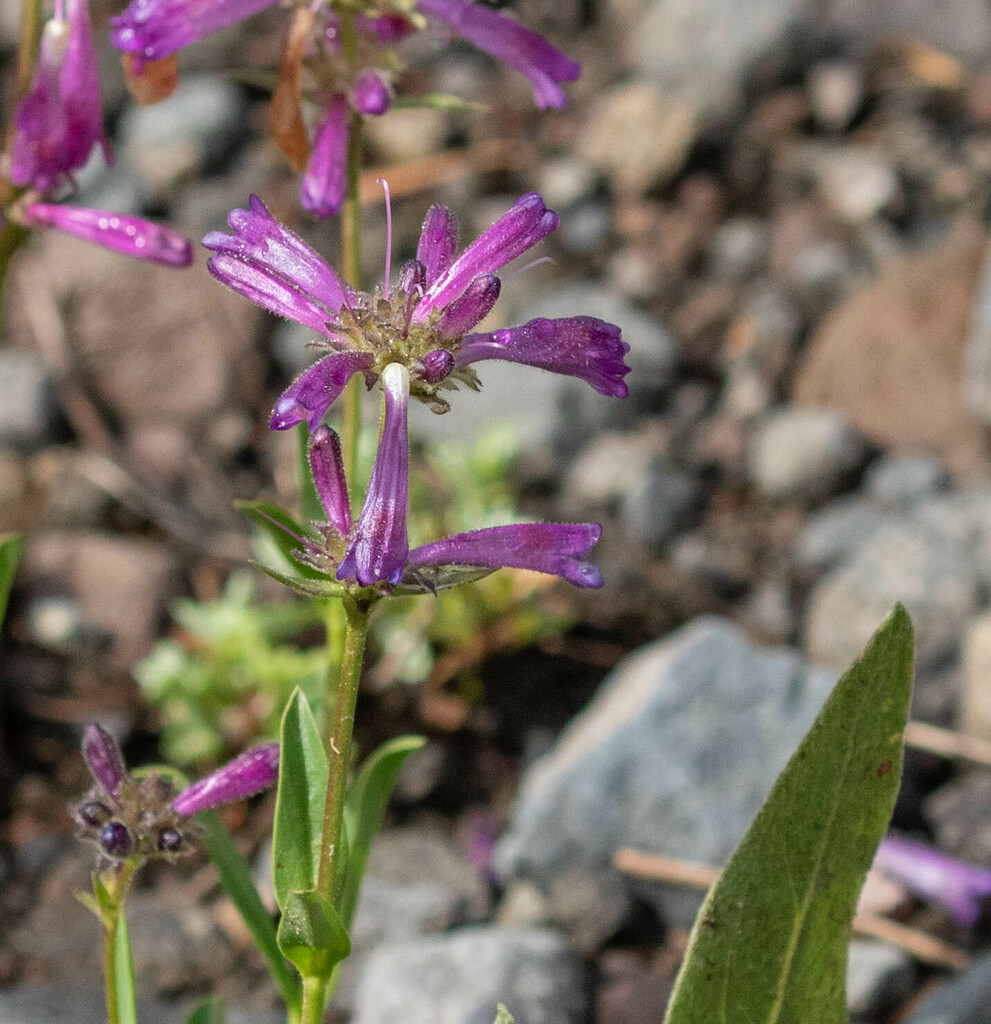 Sierra Penstemon from Pacific Crest Trail N of Carson Pass, Alpine ...