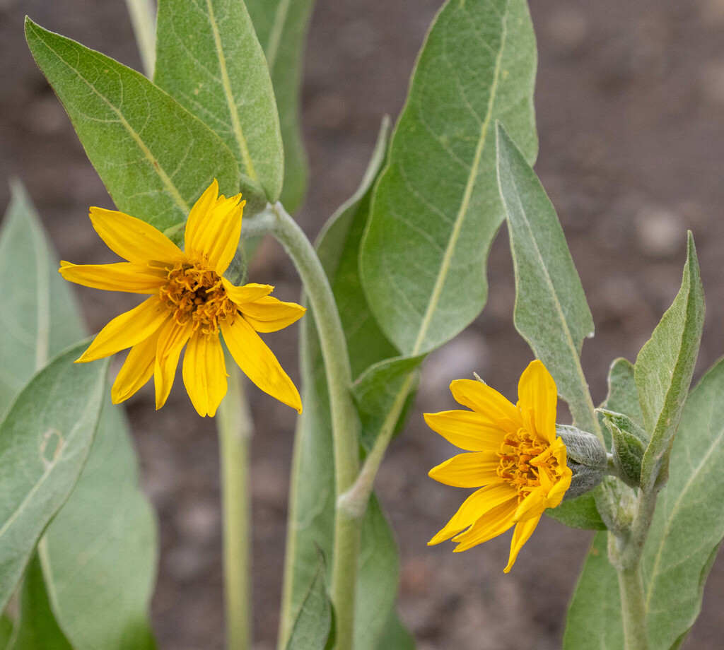 woolly mule's ears from Pacific Crest Trail N of Carson Pass, Alpine ...