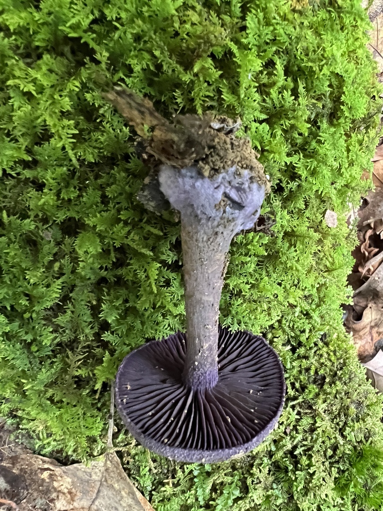 violet webcap from Wards Ranch Rd, Vowinckel, PA, US on August 28, 2023 ...