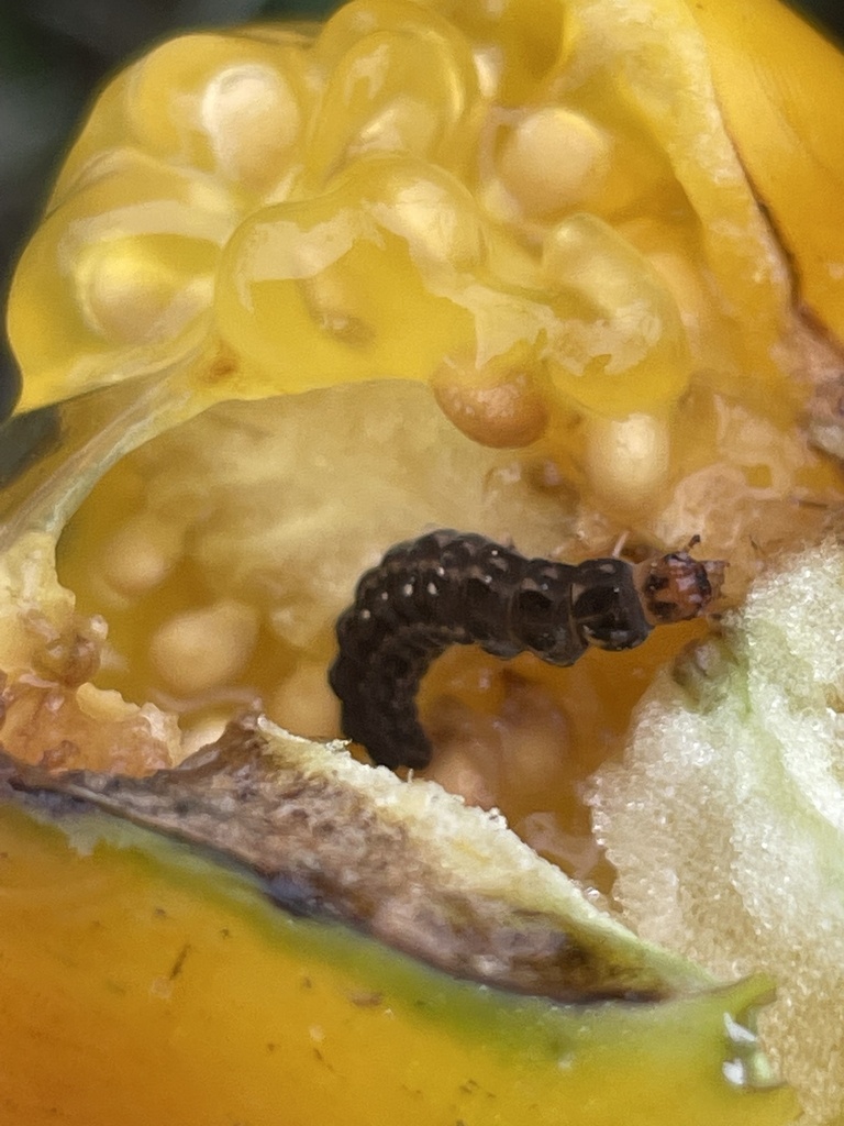 Winged and Once-winged Insects from Bishop Rd, Blacksburg, VA, US on ...