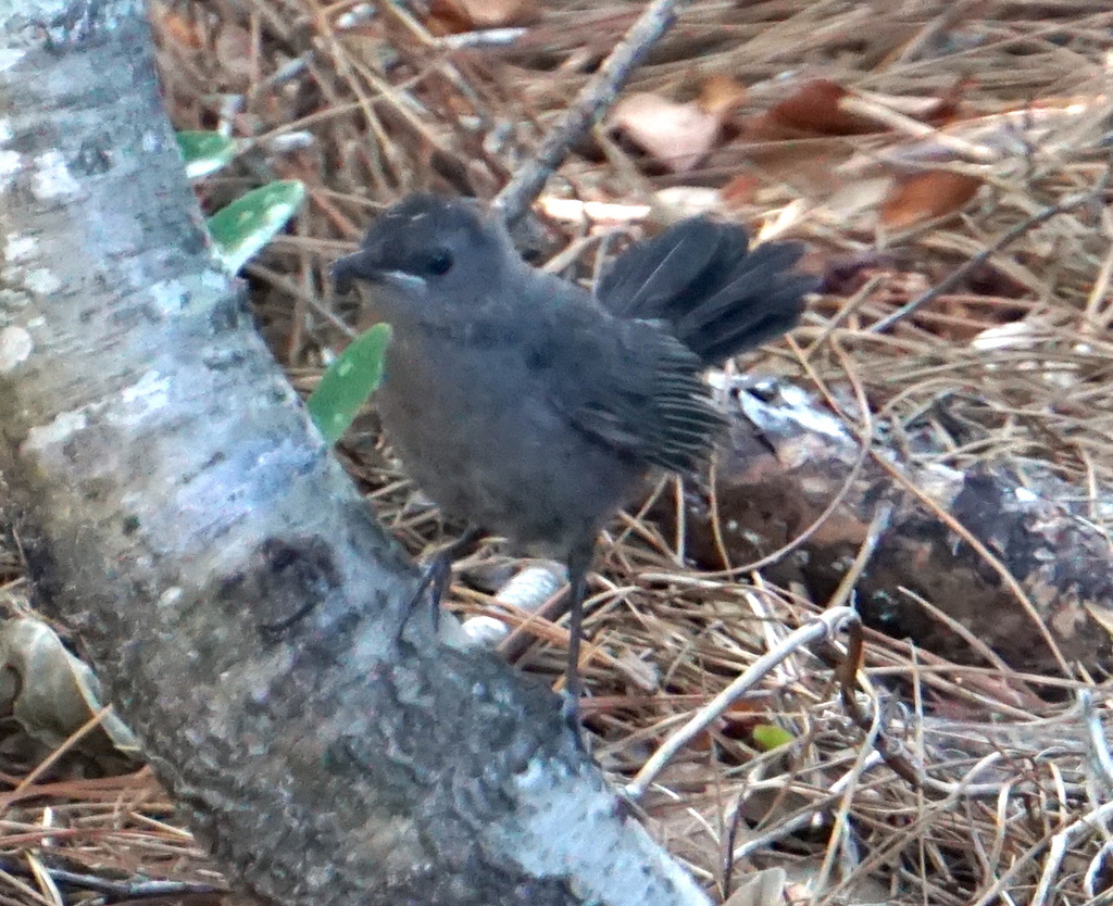 Gray Catbird from Corolla, NC 27927, USA on August 23, 2023 at 09:04 AM ...