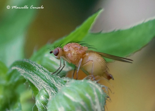 Genus Aulogastromyia · iNaturalist