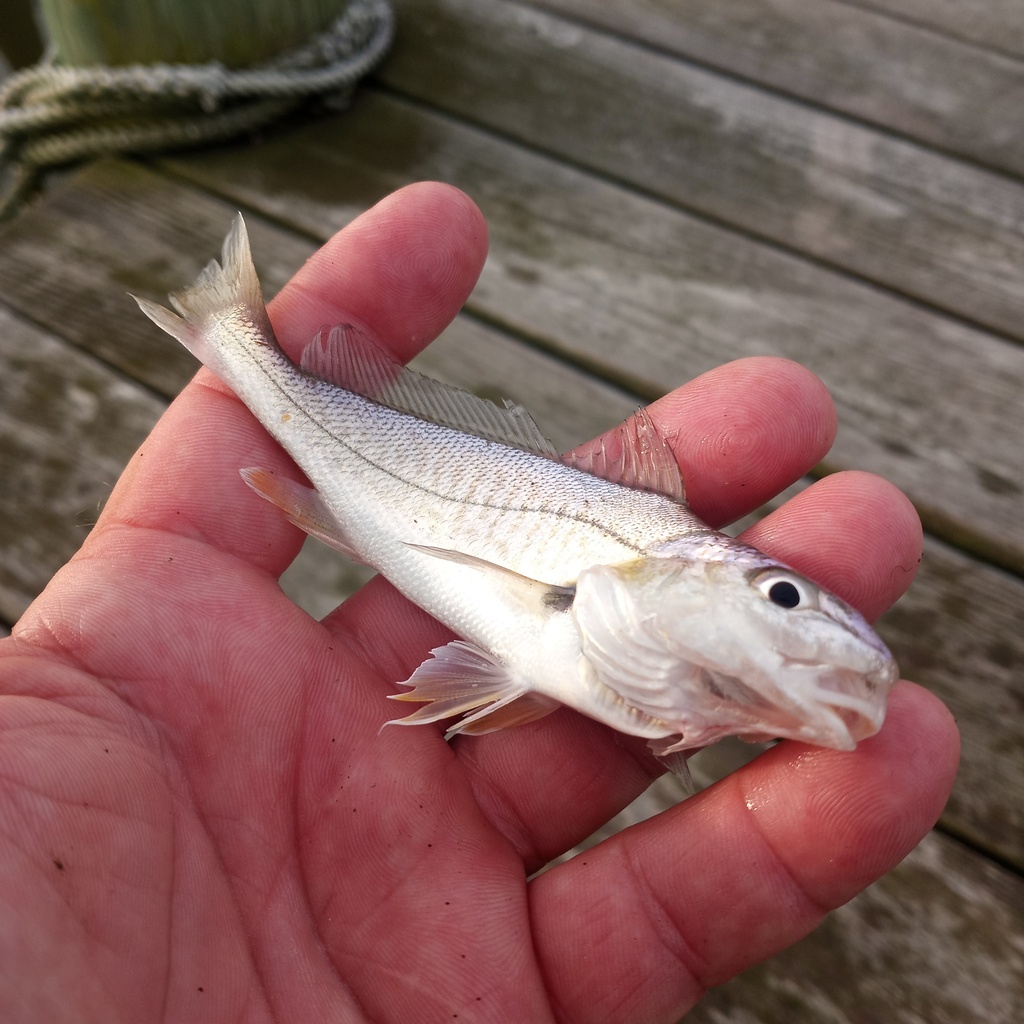 Atlantic Croaker from Caroline, Maryland, United States on August 28 ...