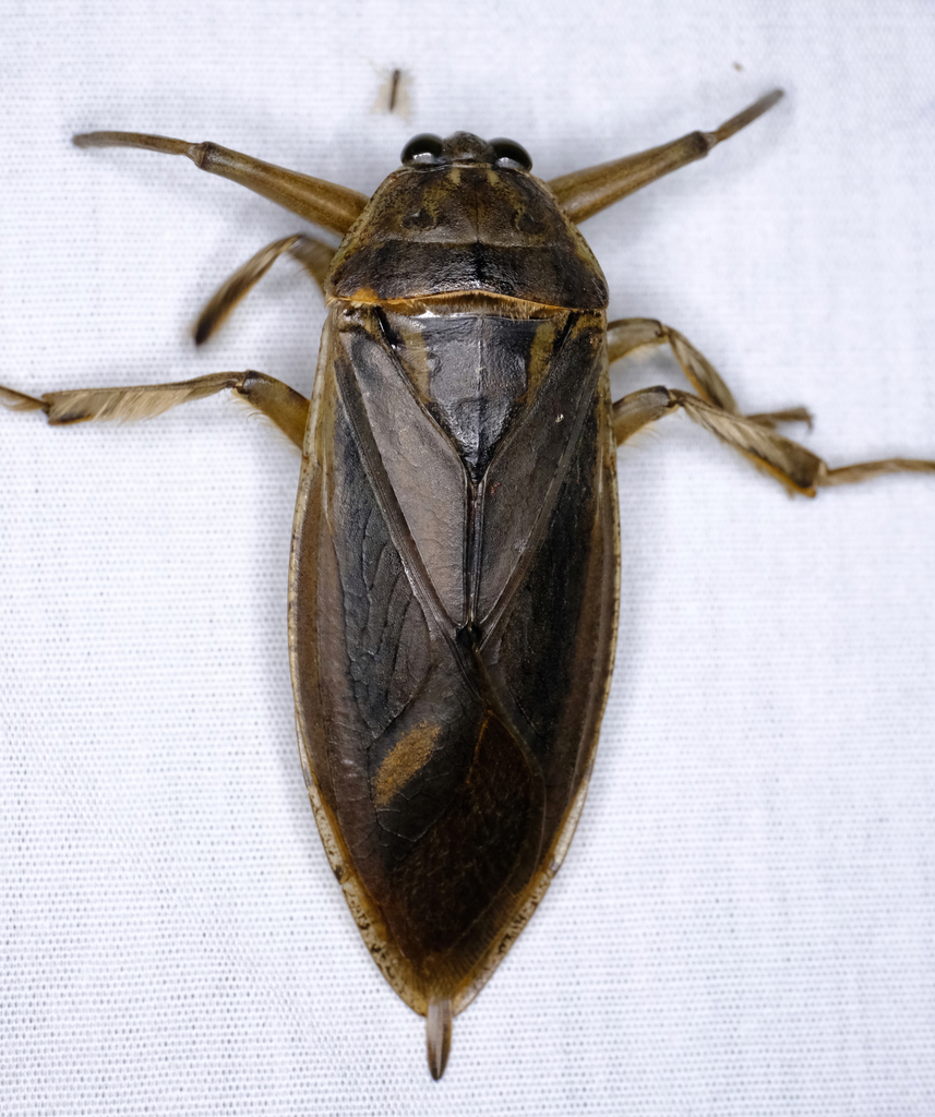 American Giant Water Bug from Rainy River District, ON, Canada on ...