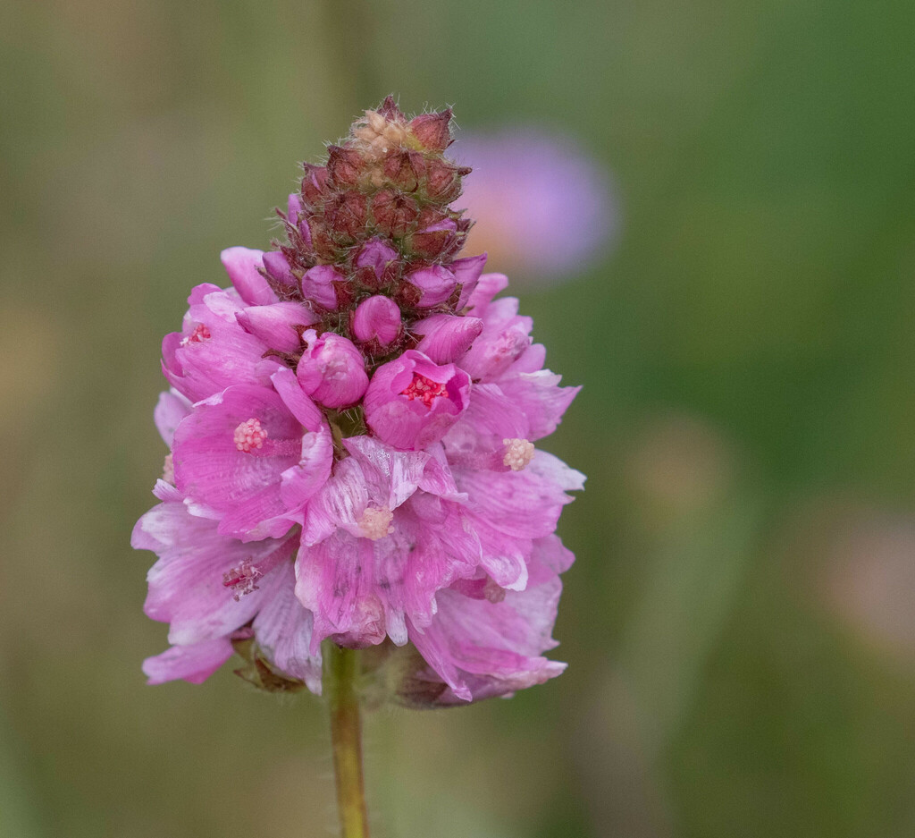 Oregon Checker-mallow from Pacific Crest Trail N of Carson Pass, Alpine ...