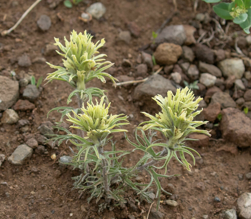 dwarf alpine Indian paintbrush from Pacific Crest Trail N of Carson ...
