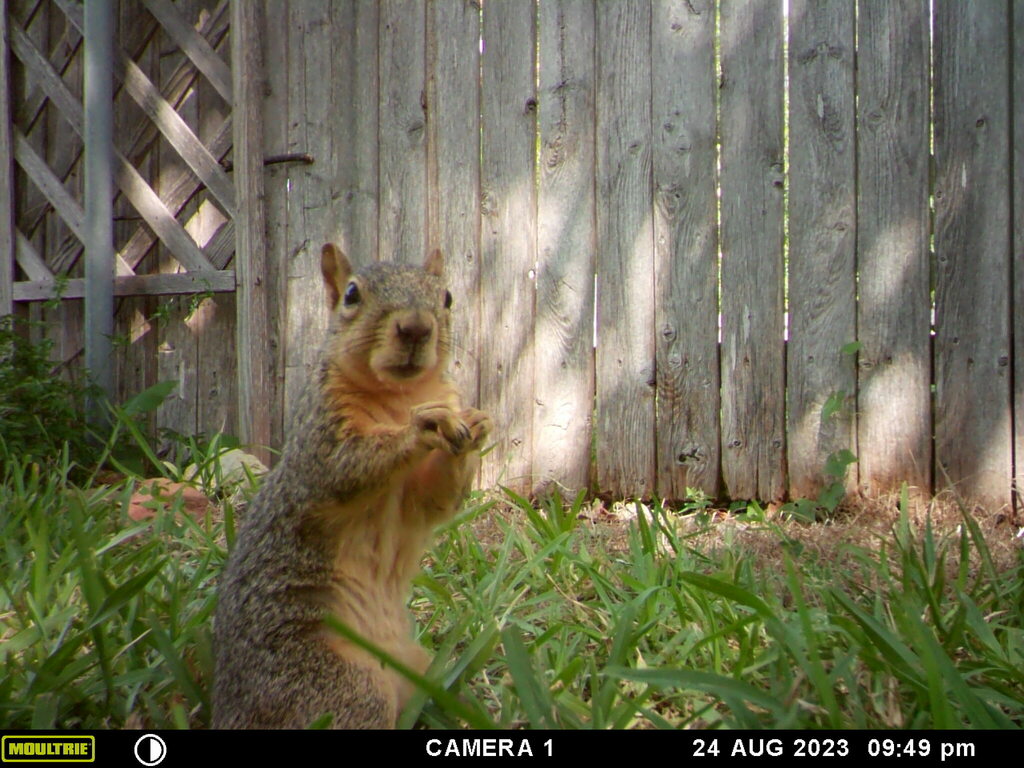 Fox Squirrel from Benbrook, TX, USA on August 24, 2023 at 09:49 AM by ...