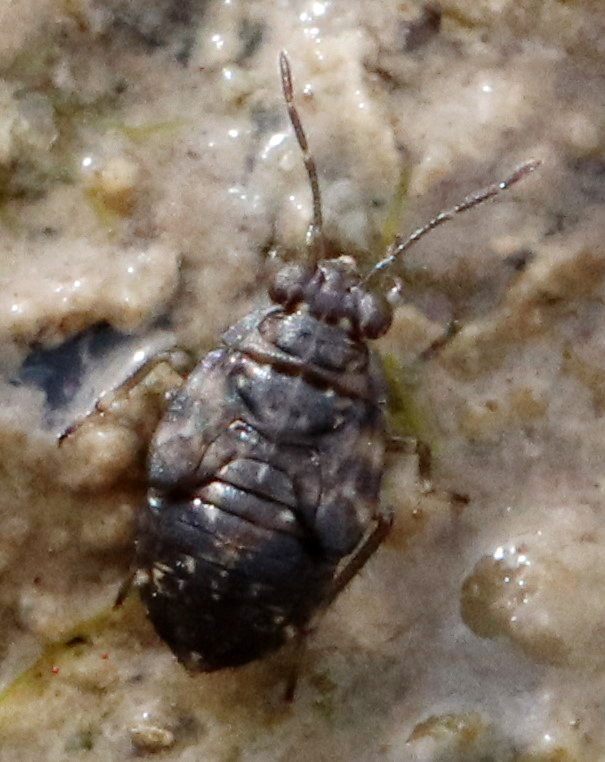 Shore bugs from Mallet Ranch, Hockley County, TX, USA on August 27 ...