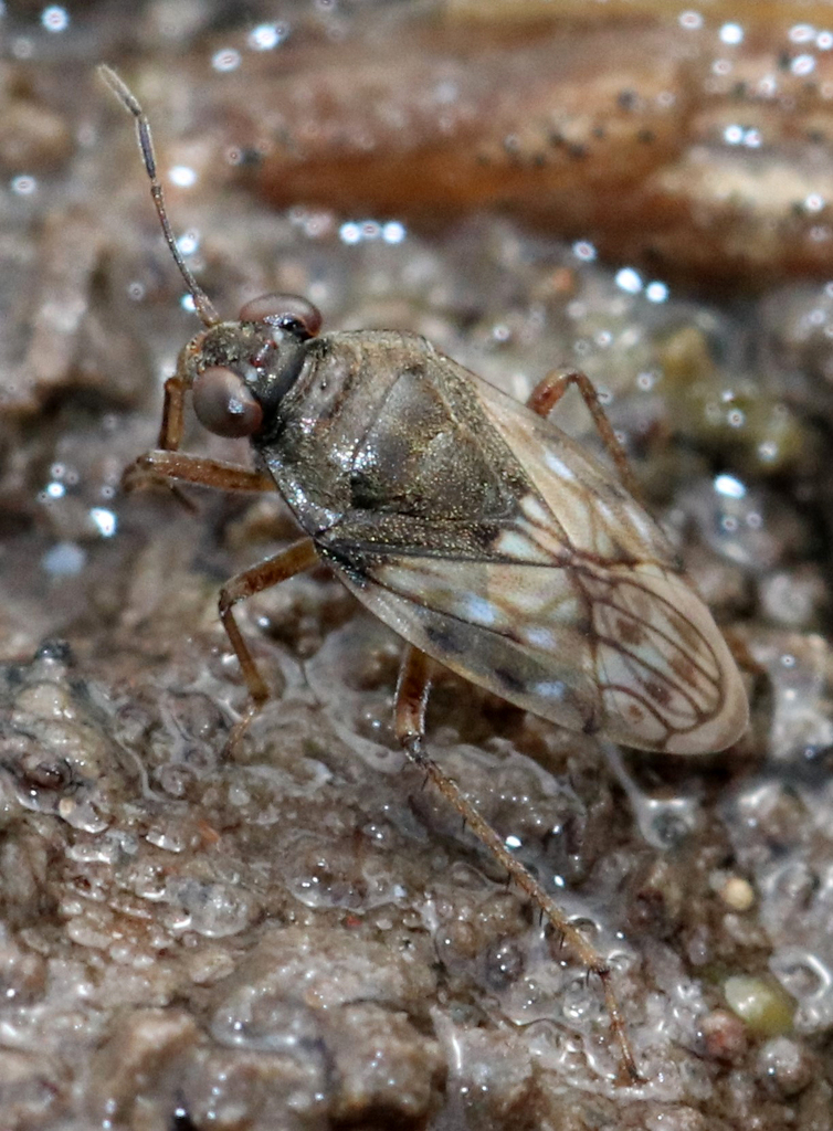 Saldula from Mallet Ranch, Hockley County, TX, USA on August 27, 2023 ...