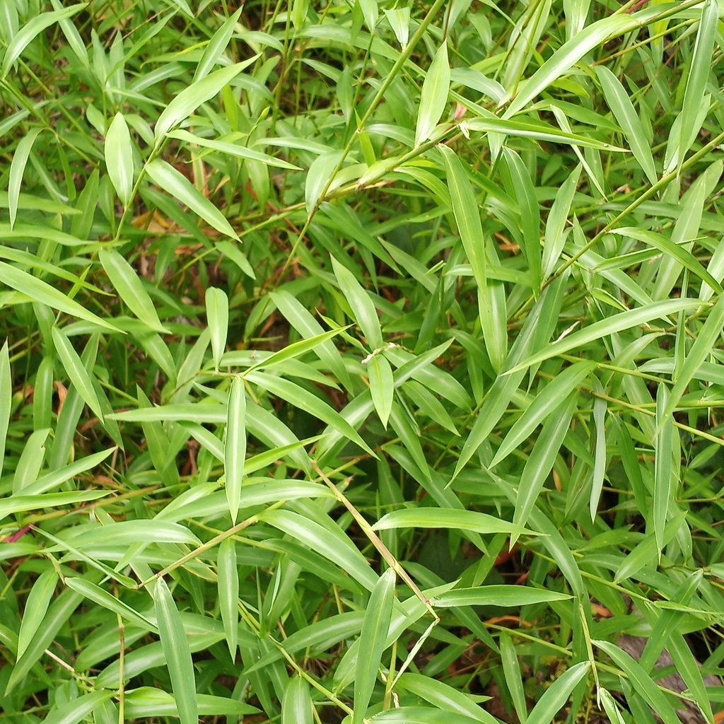 Japanese stiltgrass from Kent County, MD, USA on August 28, 2023 at 11: ...