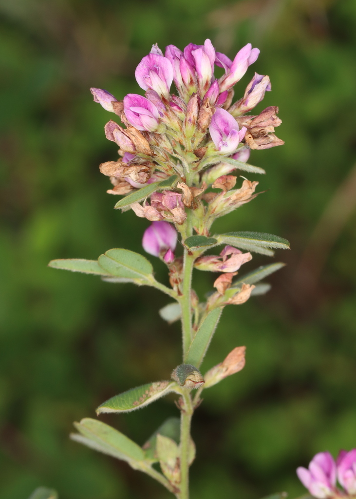 tall bush-clover from Restricted Access: Camp Edwards, Bourne, MA, USA ...