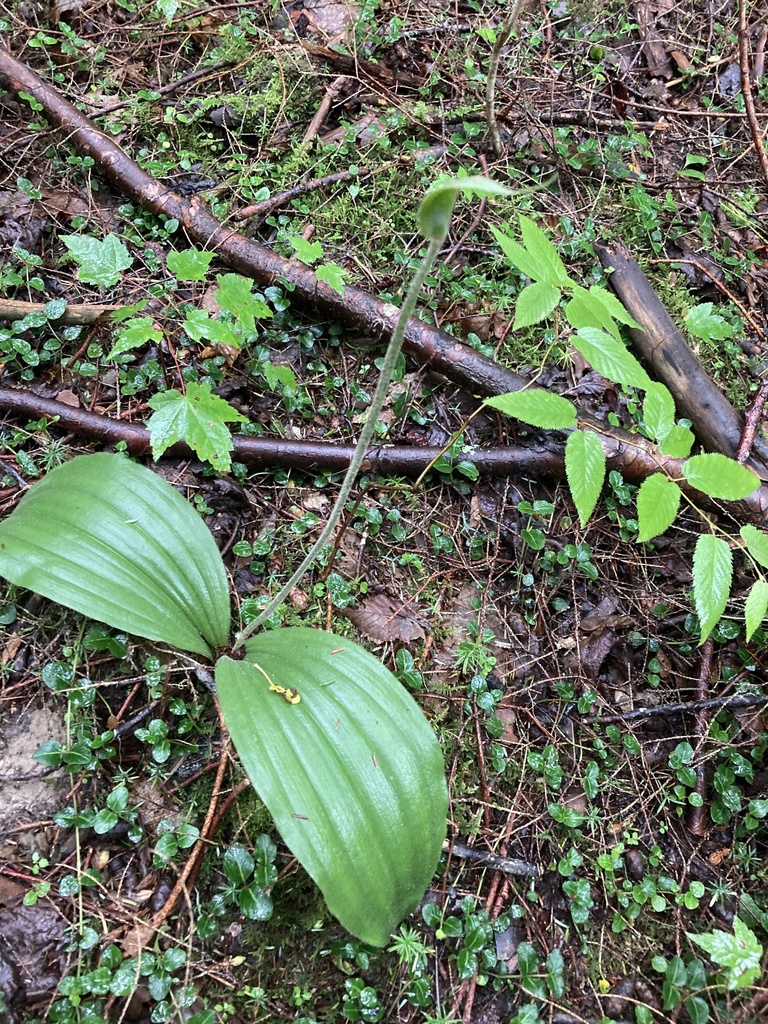 pink lady's slipper from New River Gorge National Park and Preserve ...