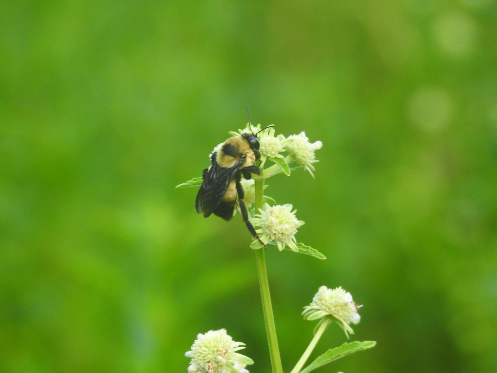 Southern Plains Bumble Bee from Harrison, Mississippi, United States on ...